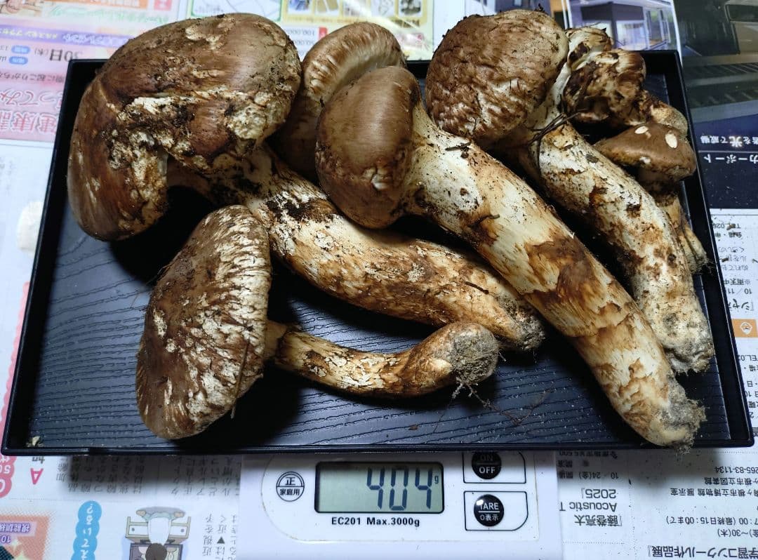 長野県　南信州産　松茸　404g