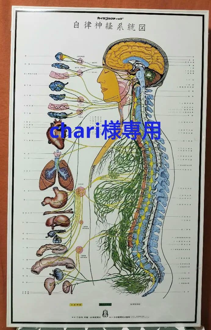 人体神経系統図 パネル３枚と整体幕