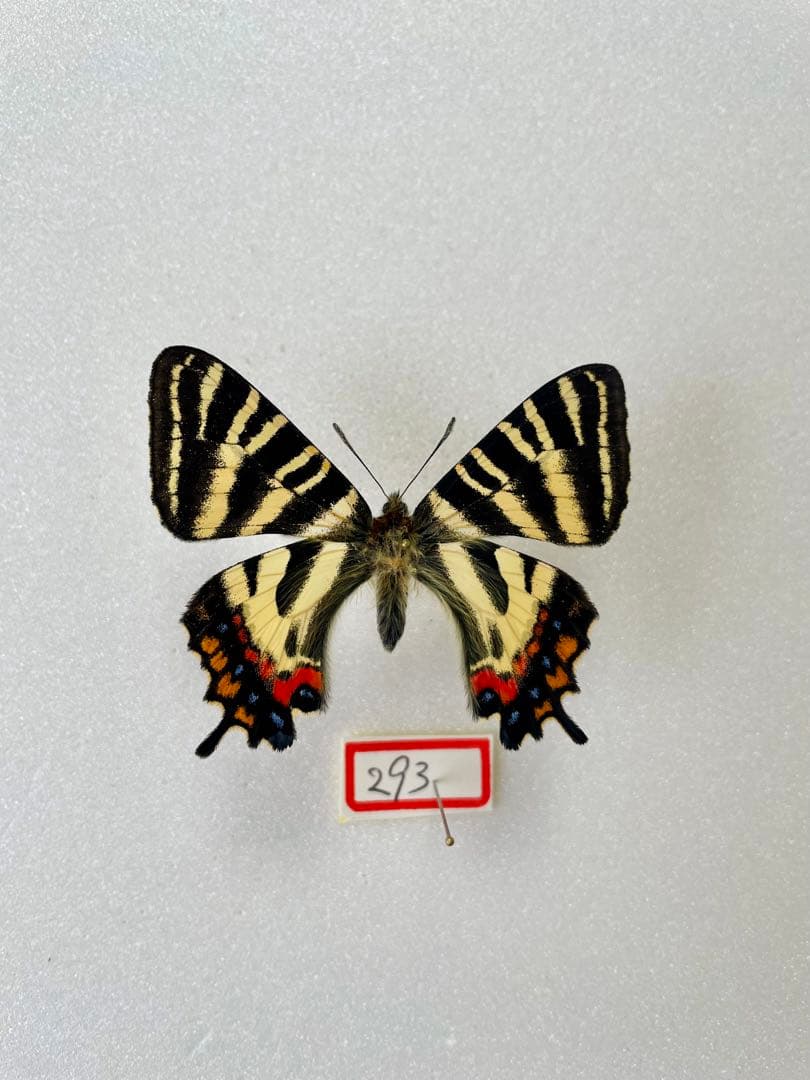 【赤斑型】ギフチョウ（メス、飼育、滋賀産）