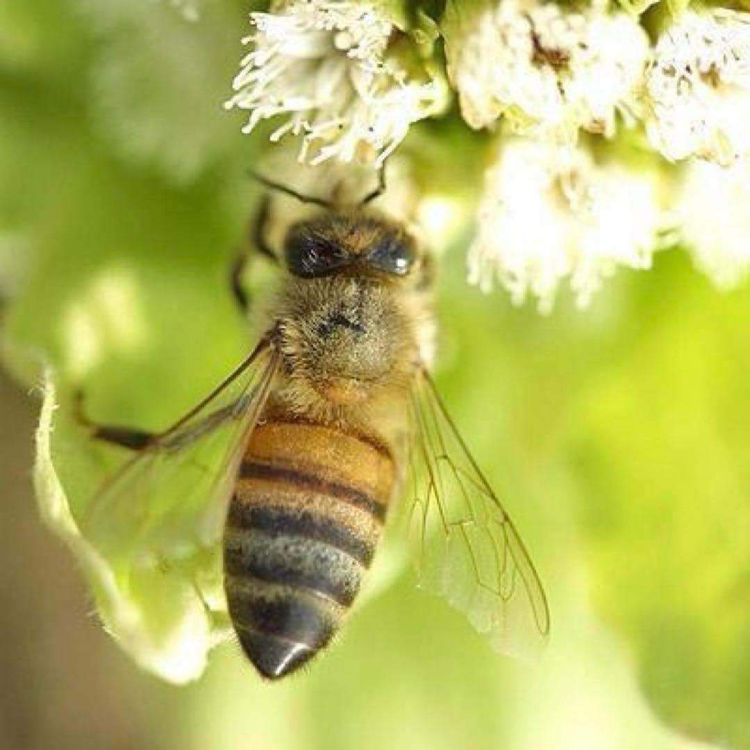【限定結晶品】国産 無添加 非加熱　純粋生蜂蜜　山の花々のはちみつ　600g×2