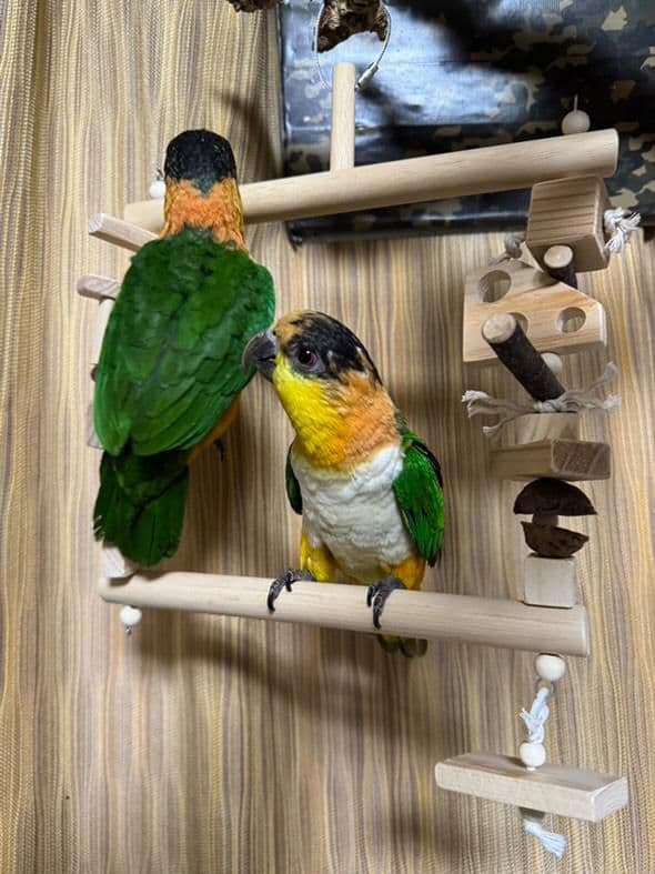 27　自然素材　ブランコ(大)インコ　バードトイ　止まり木