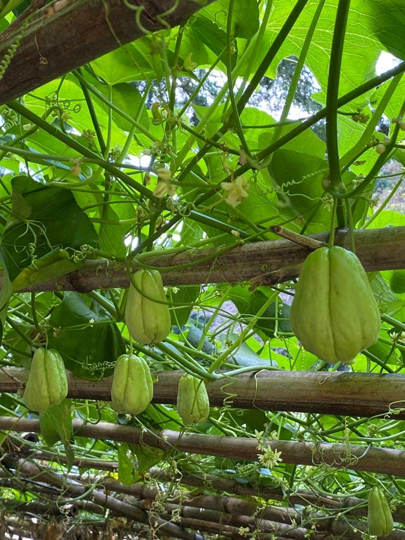 ハヤトウリ　14キロ 富士山麓産