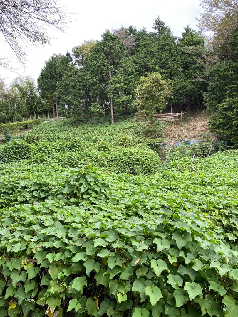 ハヤトウリ　14キロ 富士山麓産