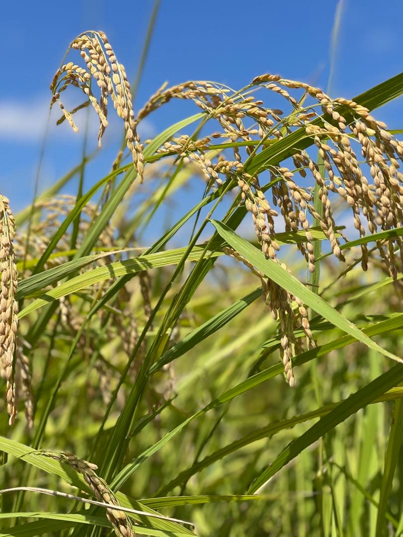 ♡もうすぐ終了♡新米 コシヒカリ 千葉県いすみ市産　10キロ白米⭐︎無洗米
