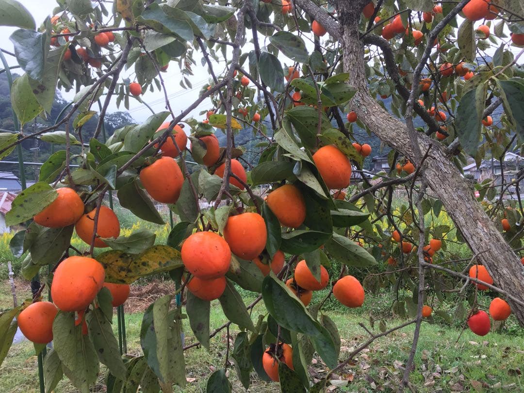 ⭐︎河村順子⭐︎蜂屋柿 20kg 【京都府】渋柿