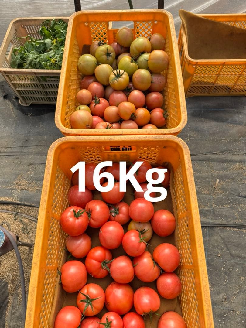 熊本産地直送トマト16Kg