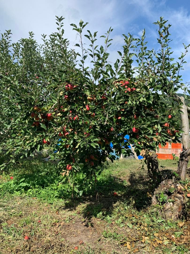 アルプス乙女 姫りんご 10kg 箱込み