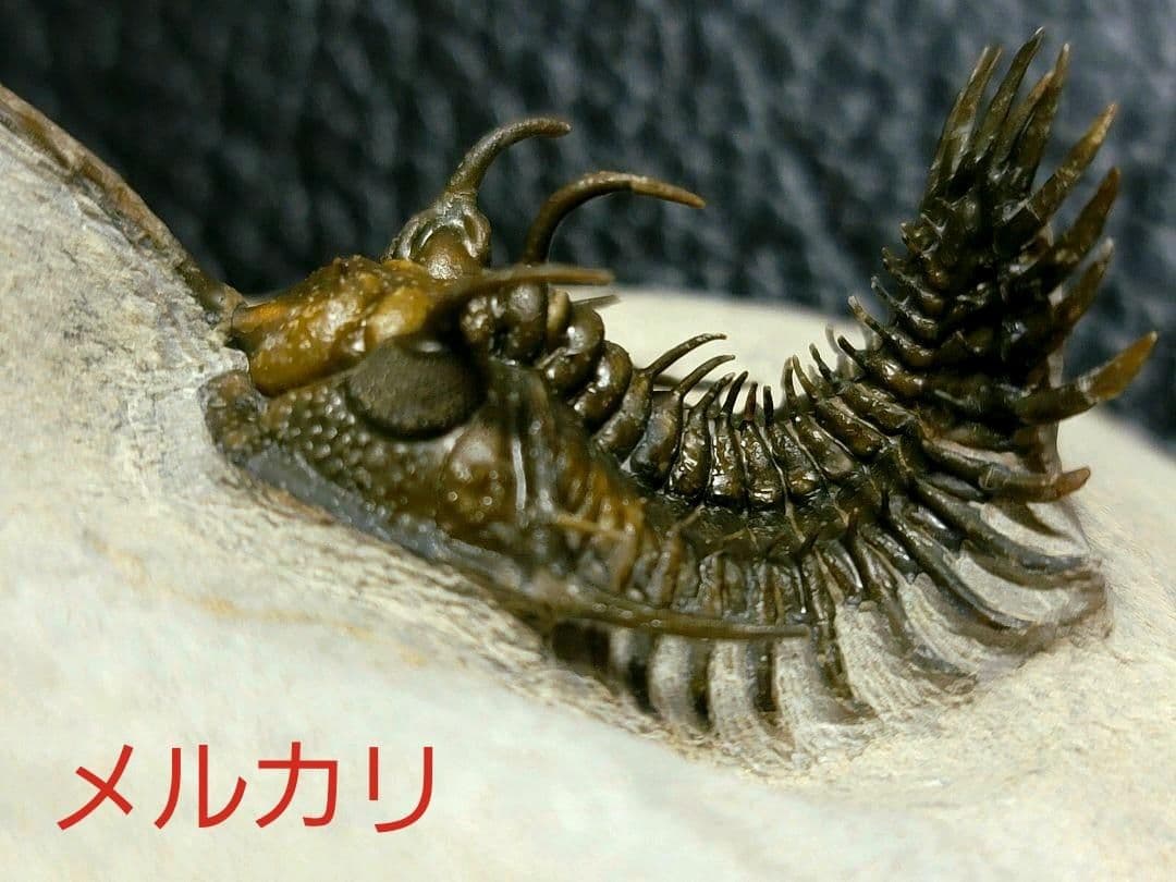 超美麗！三葉虫【Walliserops trifurcatus】化石 モロッコ