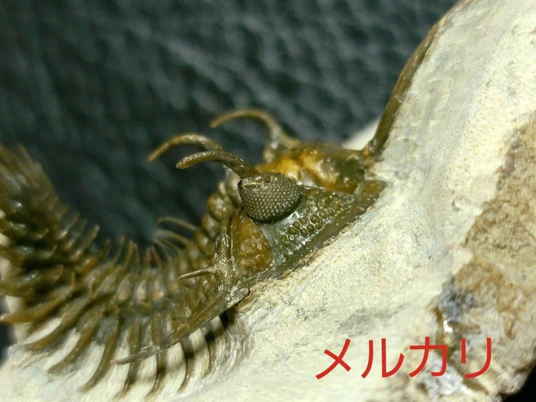 超美麗！三葉虫【Walliserops trifurcatus】化石 モロッコ