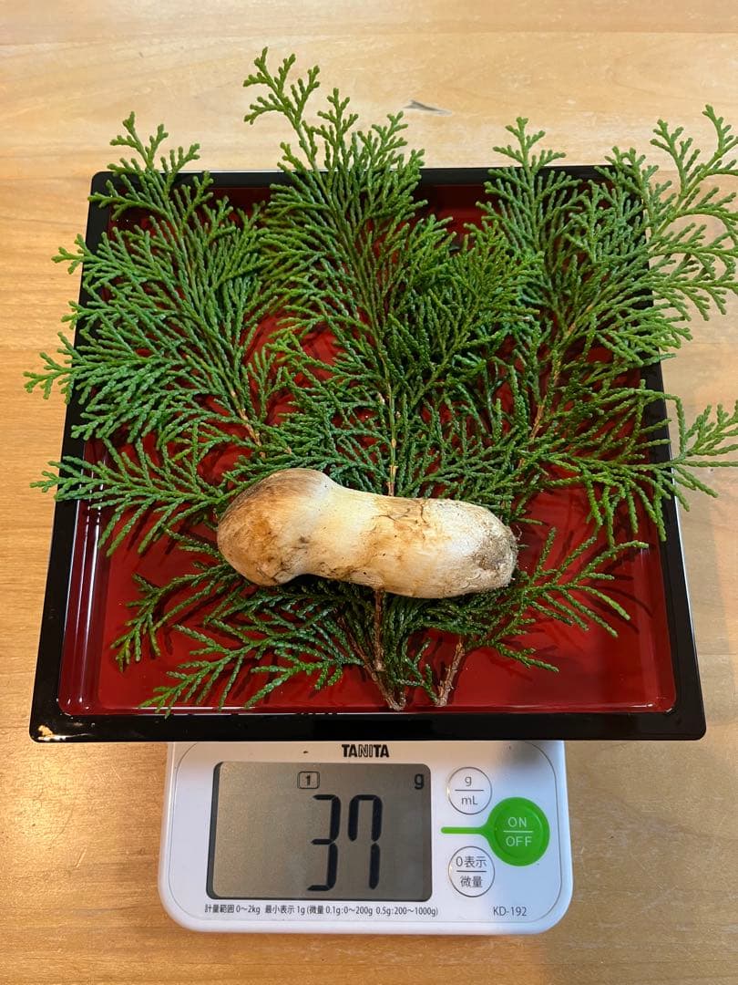 松茸170g（2本）長野県産松茸　南信州産松茸　国産松茸