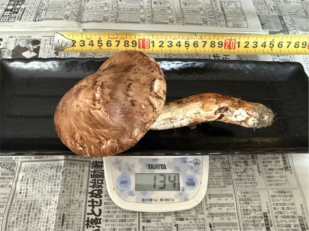 松茸　北海道　500g 訳あり　③　国産