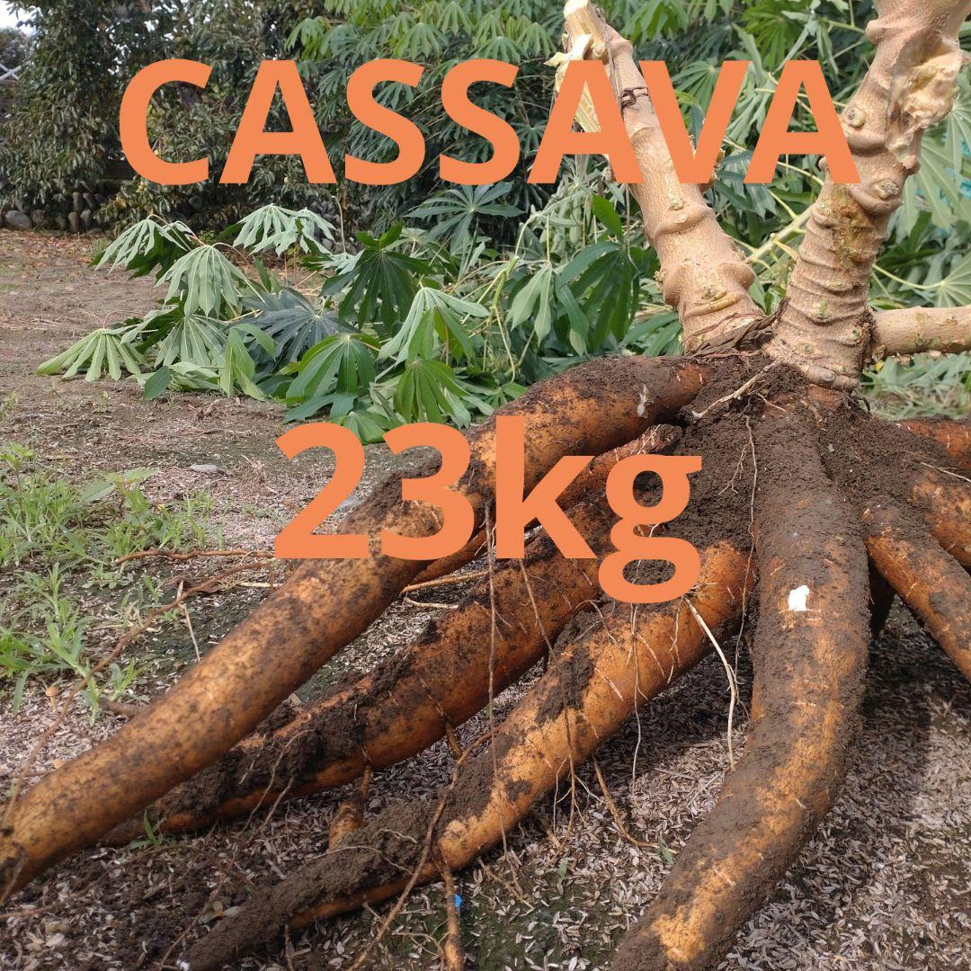 残りわずか★採れたて★23kg★キャッサバ芋 cassava yuca