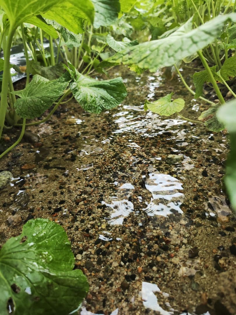 【別注】安曇野産 茎付きわさび 5