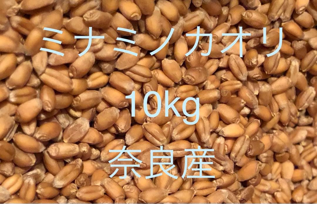 小麦　ミナミノカオリ 10kg 奈良産