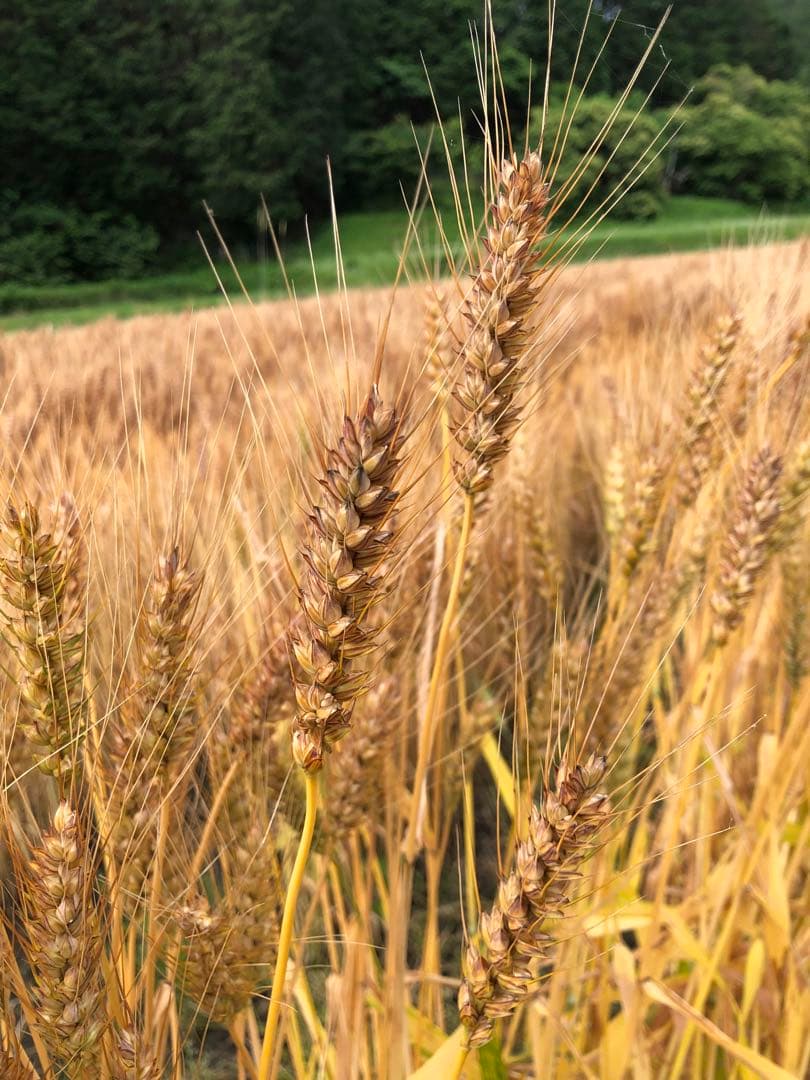小麦　ミナミノカオリ 10kg 奈良産