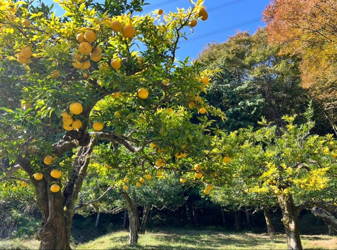20年間農薬＆化学肥料不使用のNAGOMIの柚子10kg