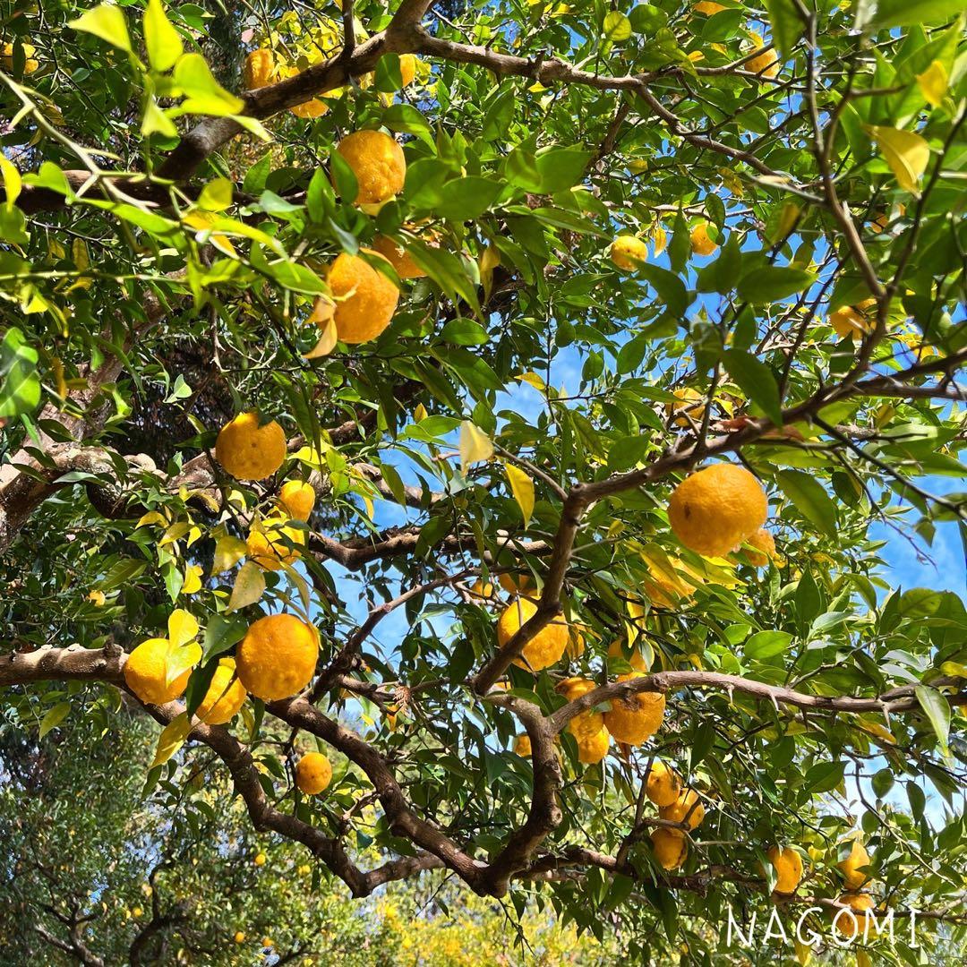 20年間農薬＆化学肥料不使用のNAGOMIの柚子10kg