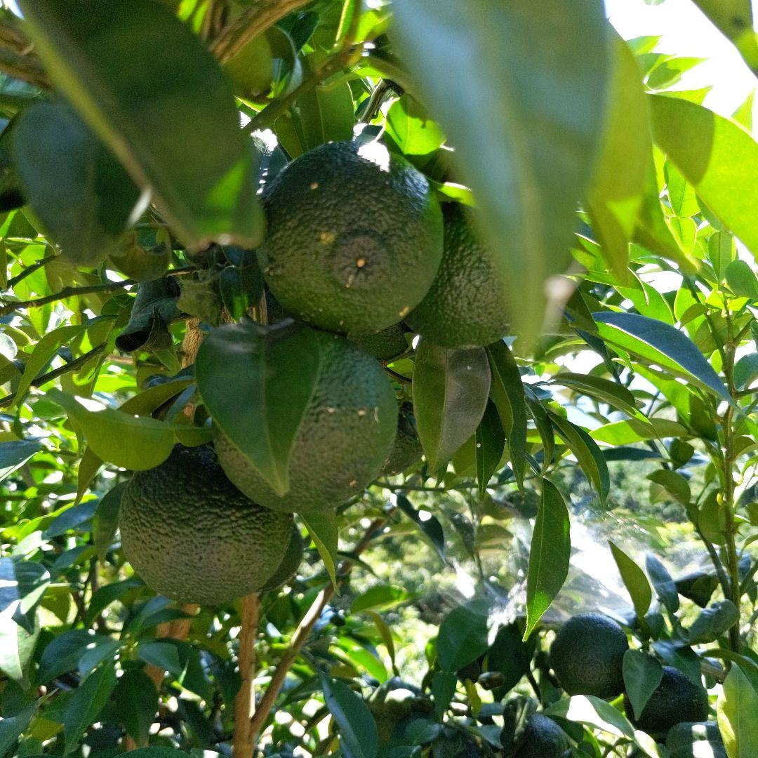 ゆず胡椒に！青柚子２０kg（愛媛県産）。そうめんの薬味、冷奴、刺身、酒、焼酎に◎