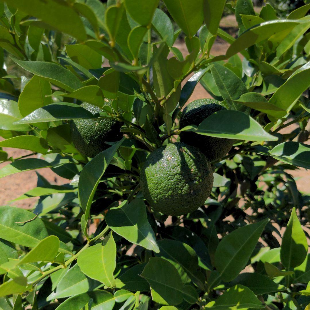 ゆず胡椒に！青柚子２０kg（愛媛県産）。そうめんの薬味、冷奴、刺身、酒、焼酎に◎