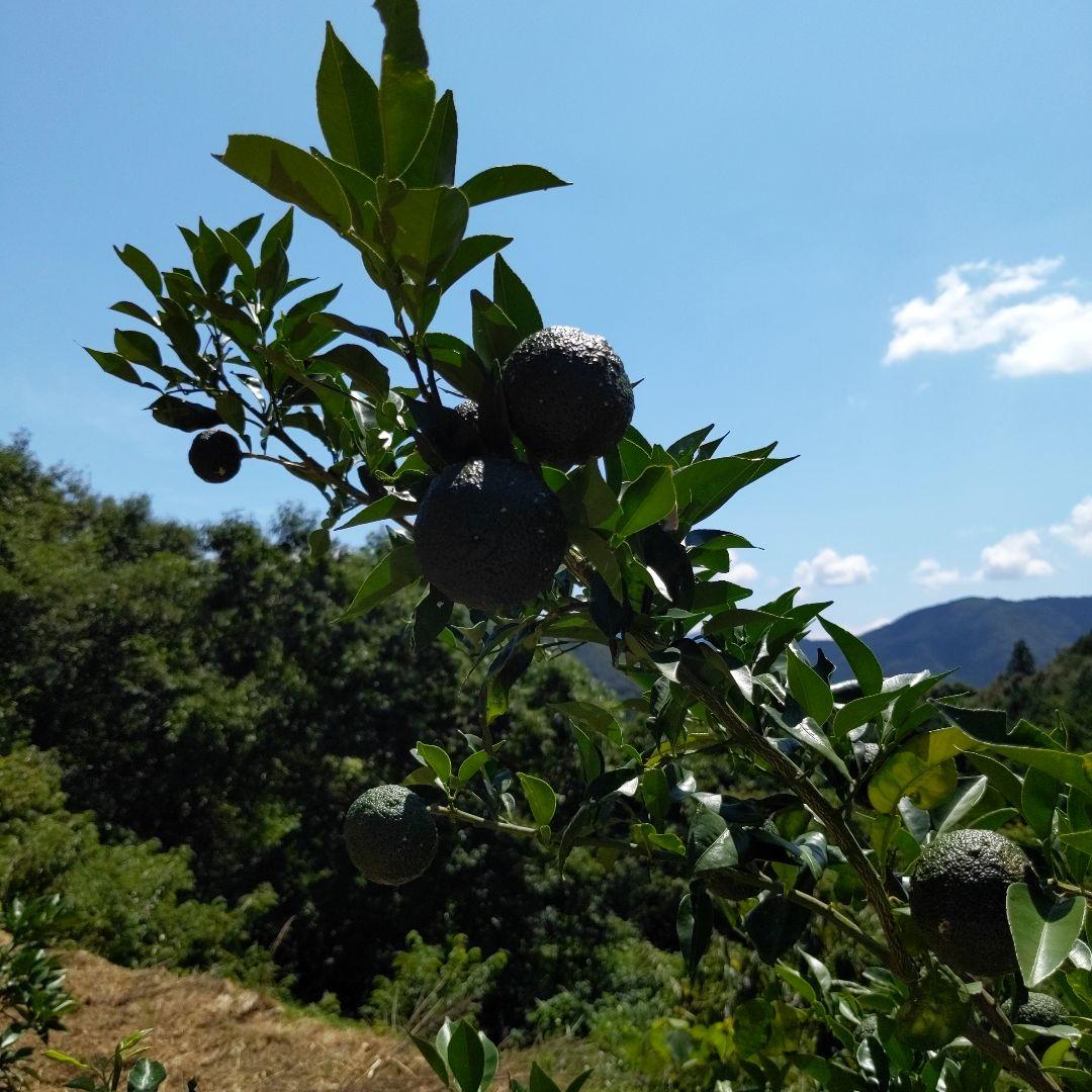 ゆず胡椒に！青柚子２０kg（愛媛県産）。そうめんの薬味、冷奴、刺身、酒、焼酎に◎