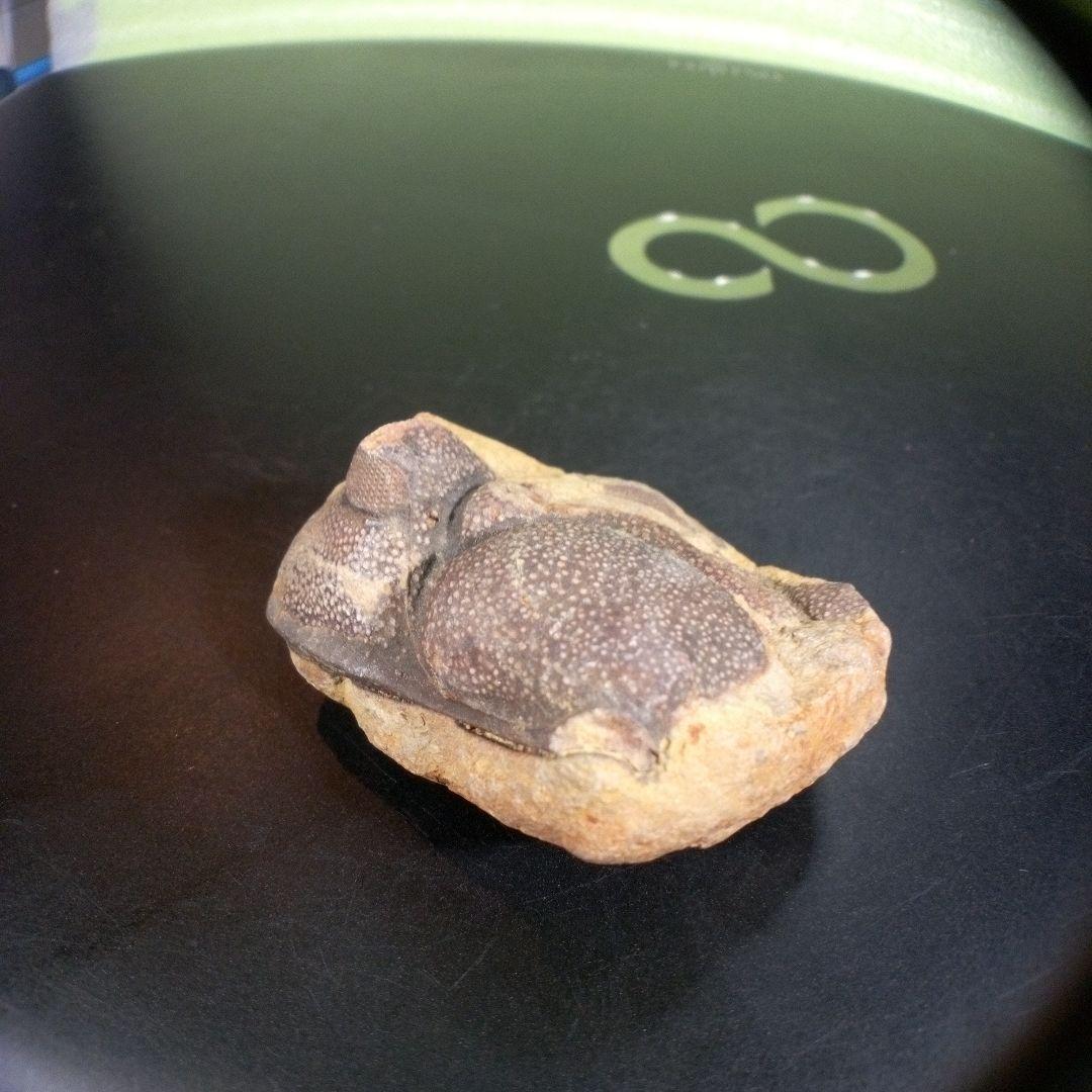 三葉虫　化石　fossil　ボリビア産　trilobite　ボリビア三葉虫郡⑧