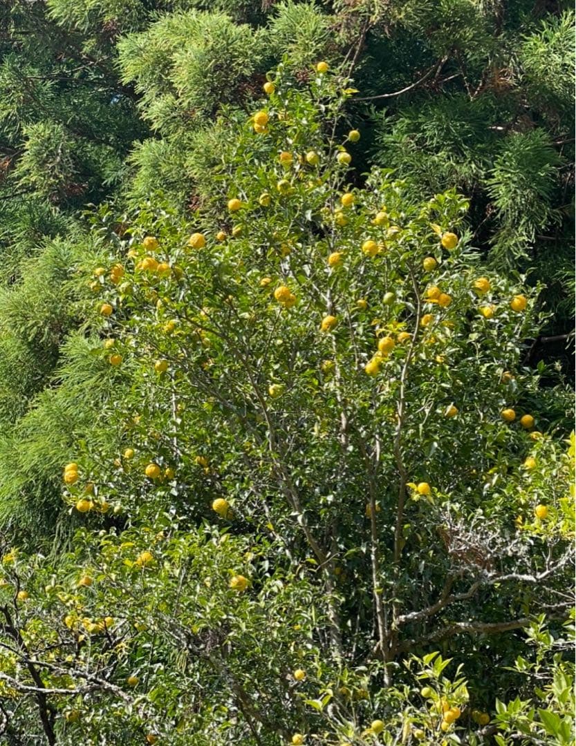 徳島県産　ゆず酢　かんきつ　ゆず果汁　柚子酢　ゆず　柚子　柑橘