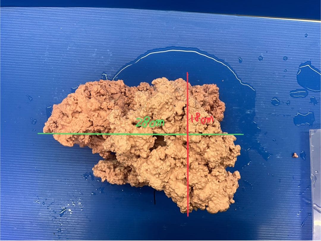 人工ライブロック　No.37. 無害化処理済