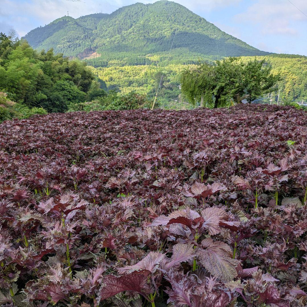 【こぼ】　南高梅干し【2L〜3L】（500g）+赤紫蘇（100g）×10