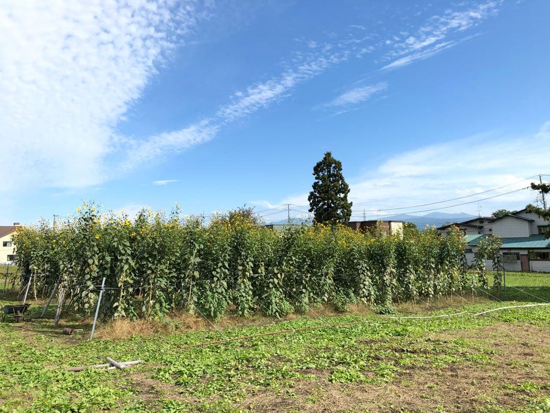 とうちゃん　2/2 青森県産　紫菊芋　箱込み約23kg 農薬不使用