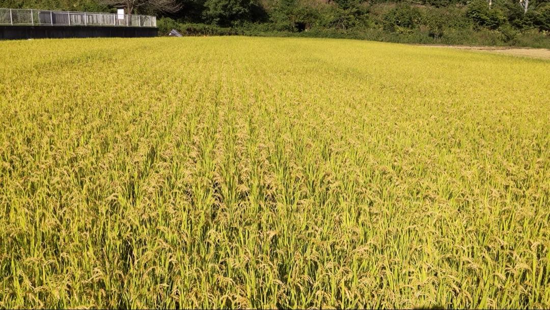 青森県産　はれわたり10㎏　【天日干し米】