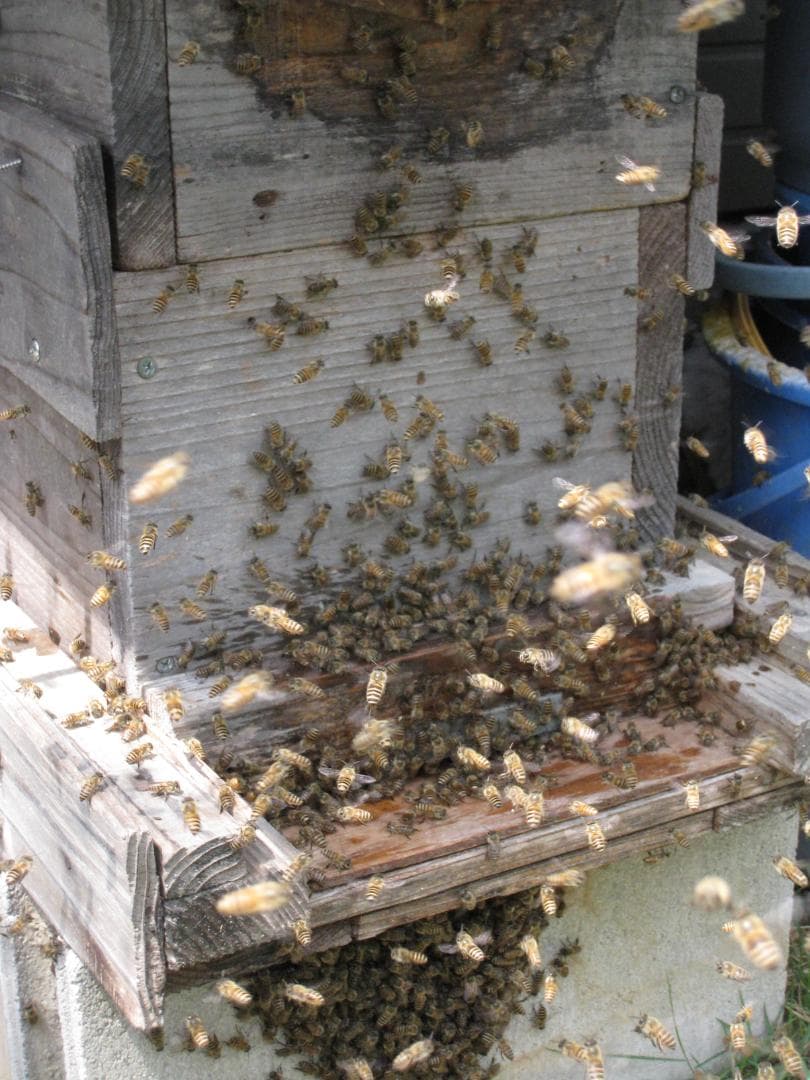 ♥️特別★限定コラボ品『100%純粋春蜜と幻の天然完熟春蜜の食べ比べ』
