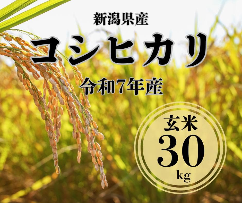 令和7年産　新潟県産コシヒカリ　玄米30㎏　農家直送　特別栽培米