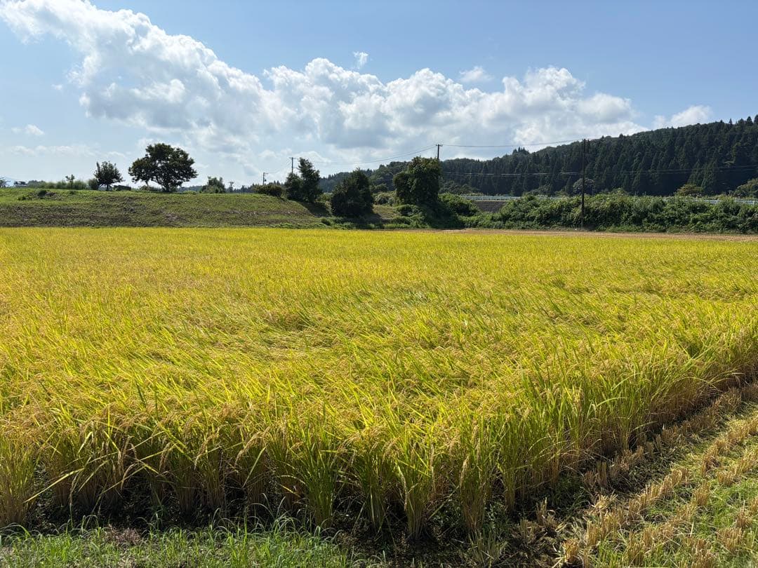 令和7年産　新潟県産コシヒカリ　玄米30㎏　農家直送　特別栽培米