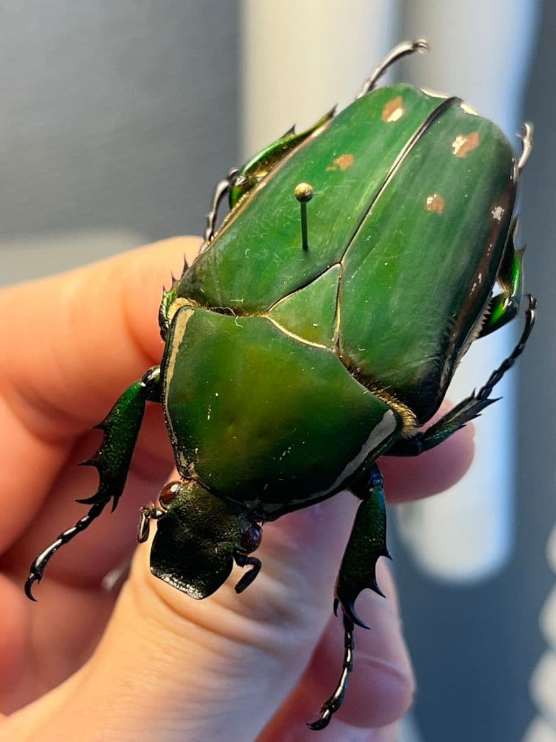 【属内最大種】クビワオオツノハナムグリ カナブン ゴライアスオオツノ 標本