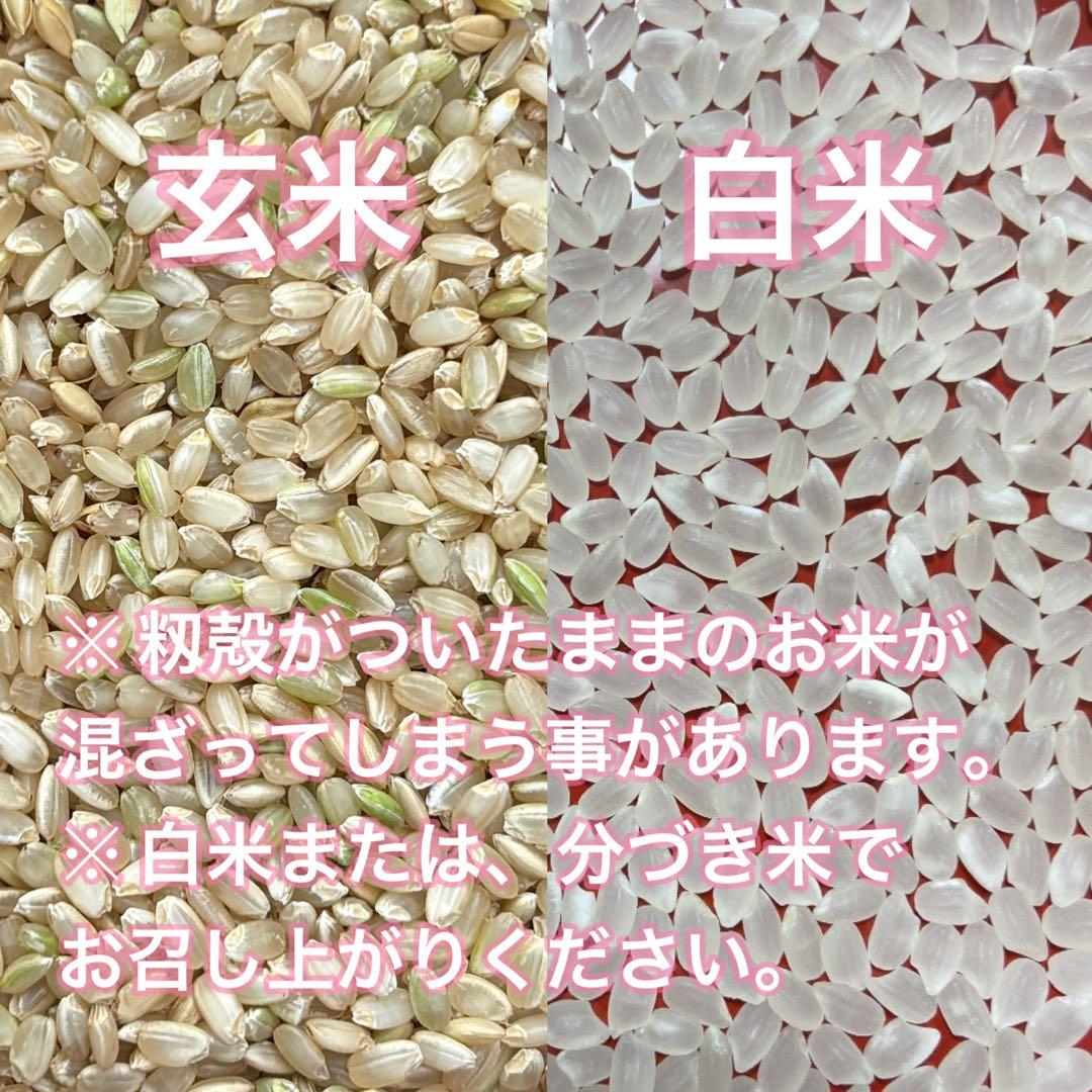 令和7年 新米 コシヒカリ 玄米30kg（白米27キロ）埼玉北川辺産 特別栽培米