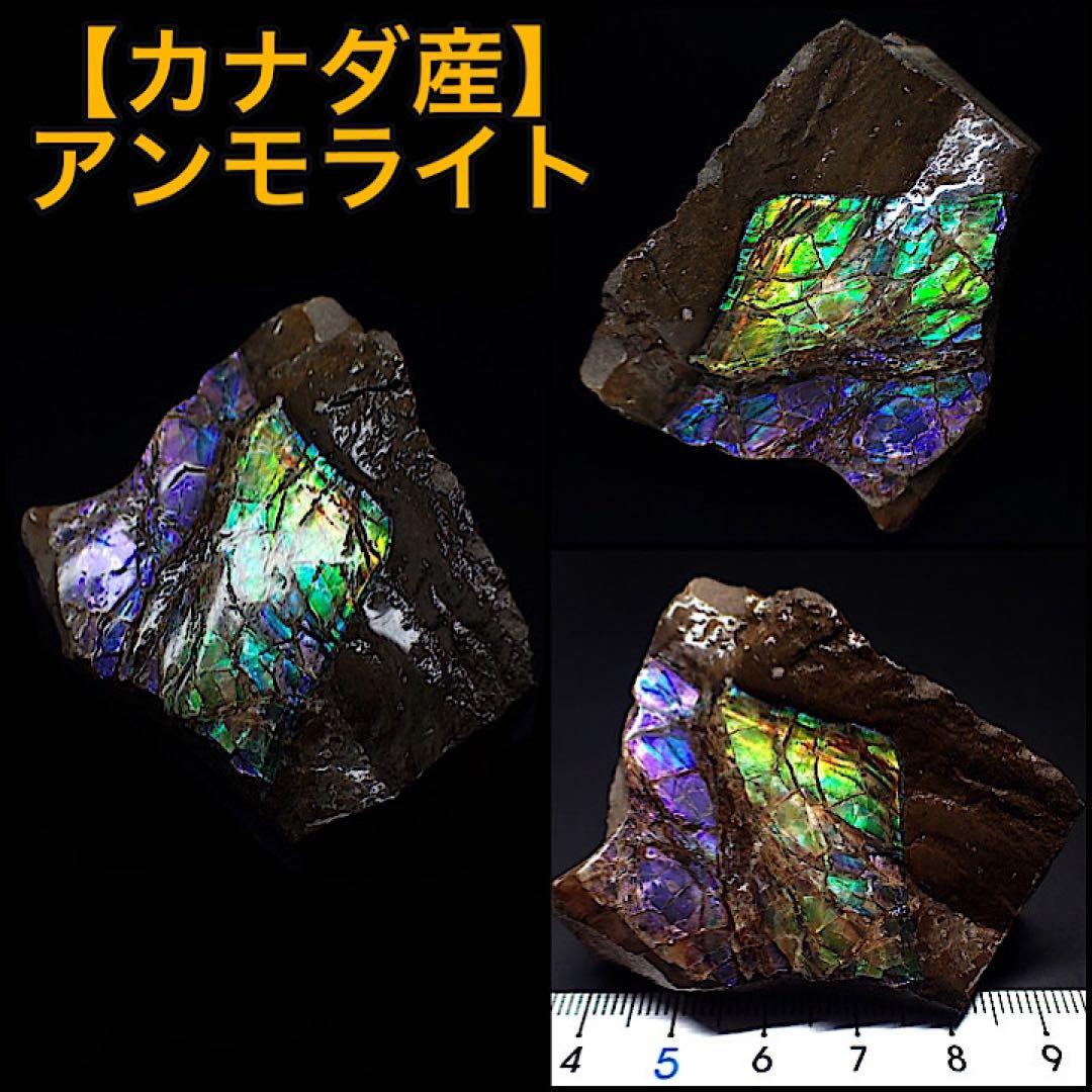 【カナダ/a産】アンモライト(プラセンチセラス)