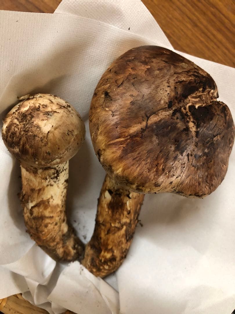 岩手県産　上物天然松茸（212g）②