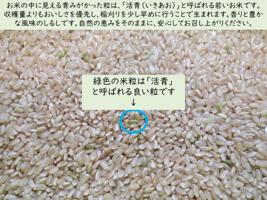 20kg　玄米食に最適「はるみ」自然栽培米　農薬不使用　玄米