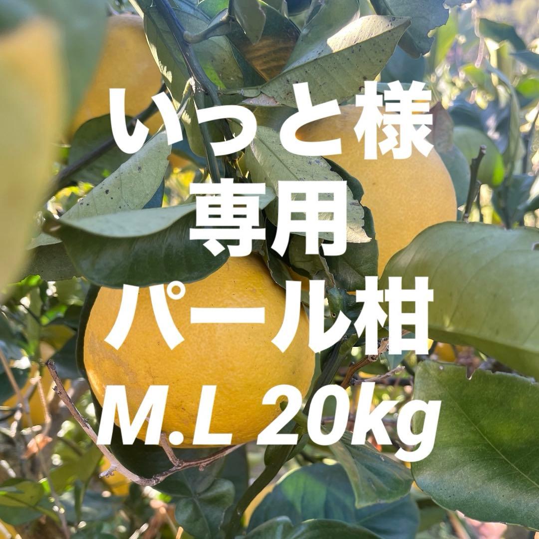 いっとパール柑20kg