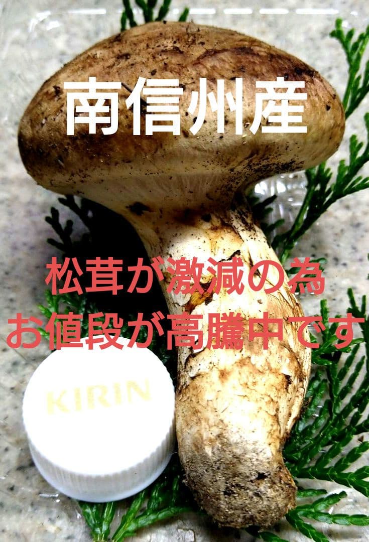 59.南信州産松茸約76g