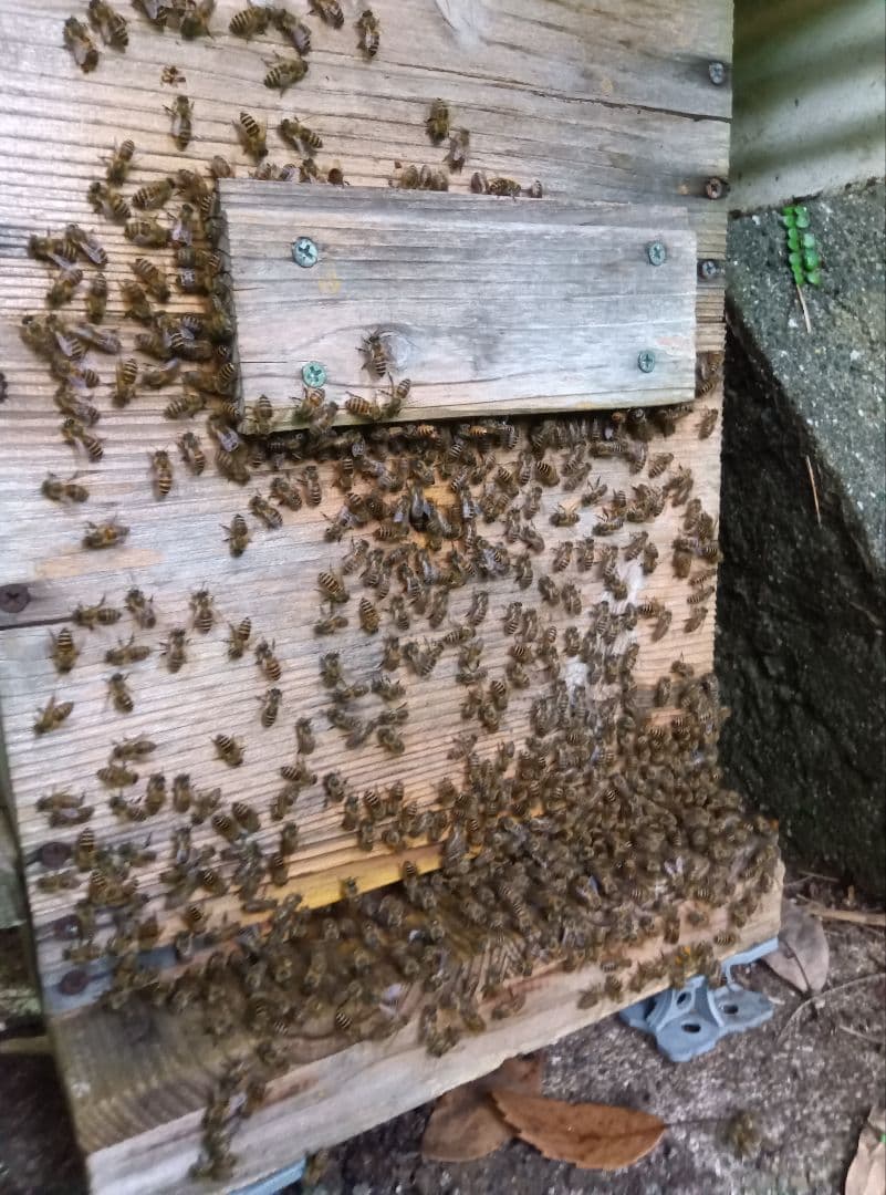 ハッチでお願いします ニホンミツバチはちみつ南国土佐の百花蜜2400g