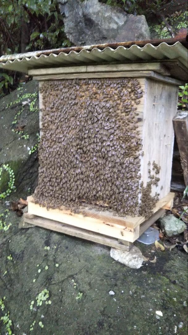 ハッチでお願いします ニホンミツバチはちみつ南国土佐の百花蜜2400g