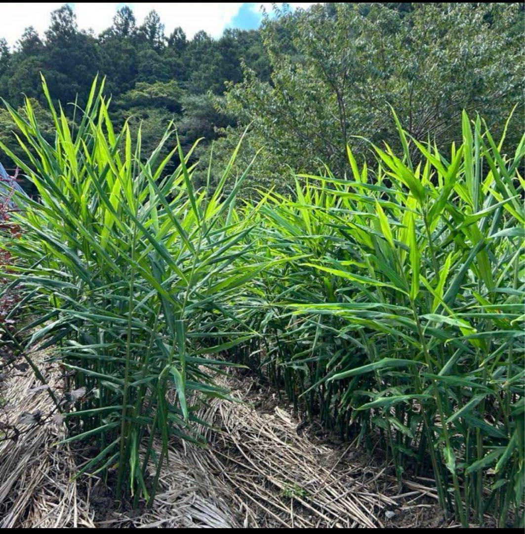 新鮮！朝掘り土つき生姜10kg 育成栽培中農薬不使用
