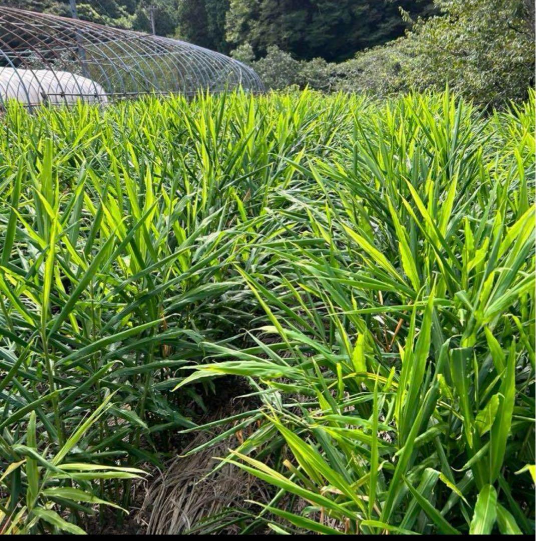 新鮮！朝掘り土つき生姜10kg 育成栽培中農薬不使用