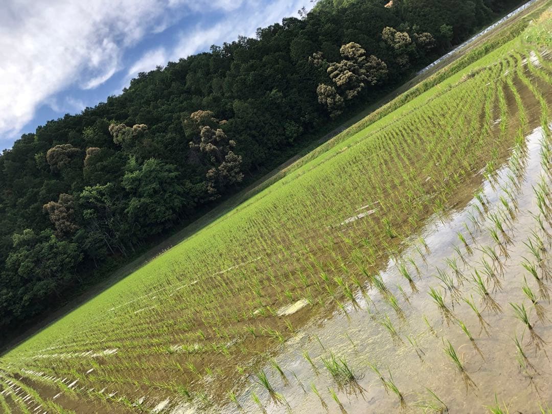 丹波産　コシヒカリ　特別栽培米　白米10キロ