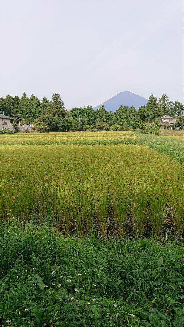 減農薬　コシヒカリ　10kg　令和7年産