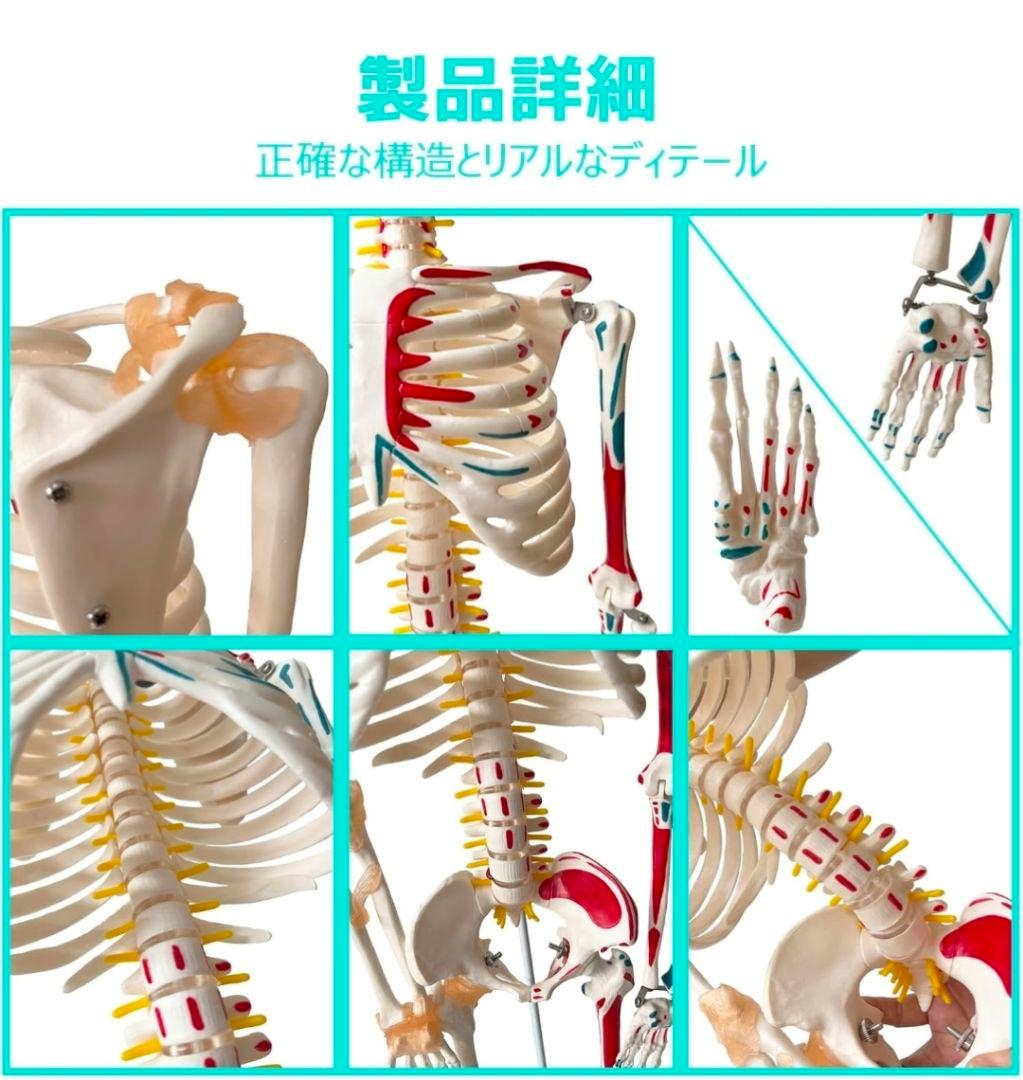 85CM 人体骨格模型 ソフトブラス 吊り下げタイプ　半身可動