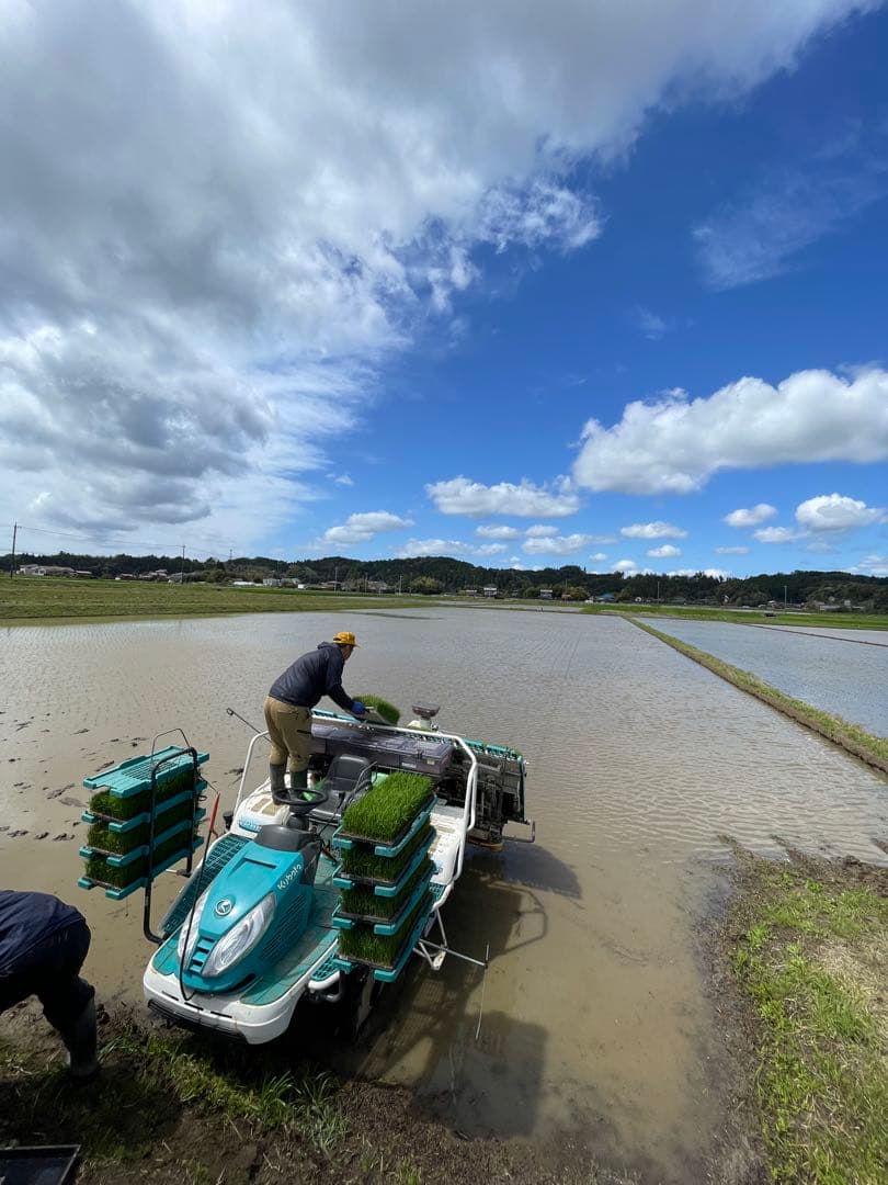 ⭐︎数量限定⭐︎新米 コシヒカリ 千葉県いすみ市産 20キロ　白米　無洗米