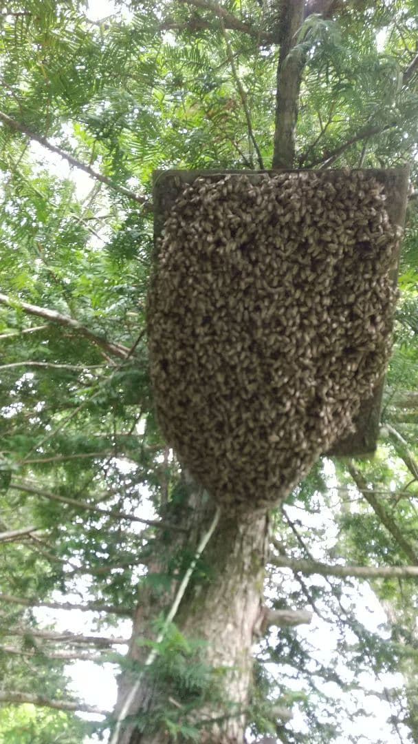 ジュエリー 日本蜜蜂天然 ハチミツ 1160g 八ヶ岳西麓1250m