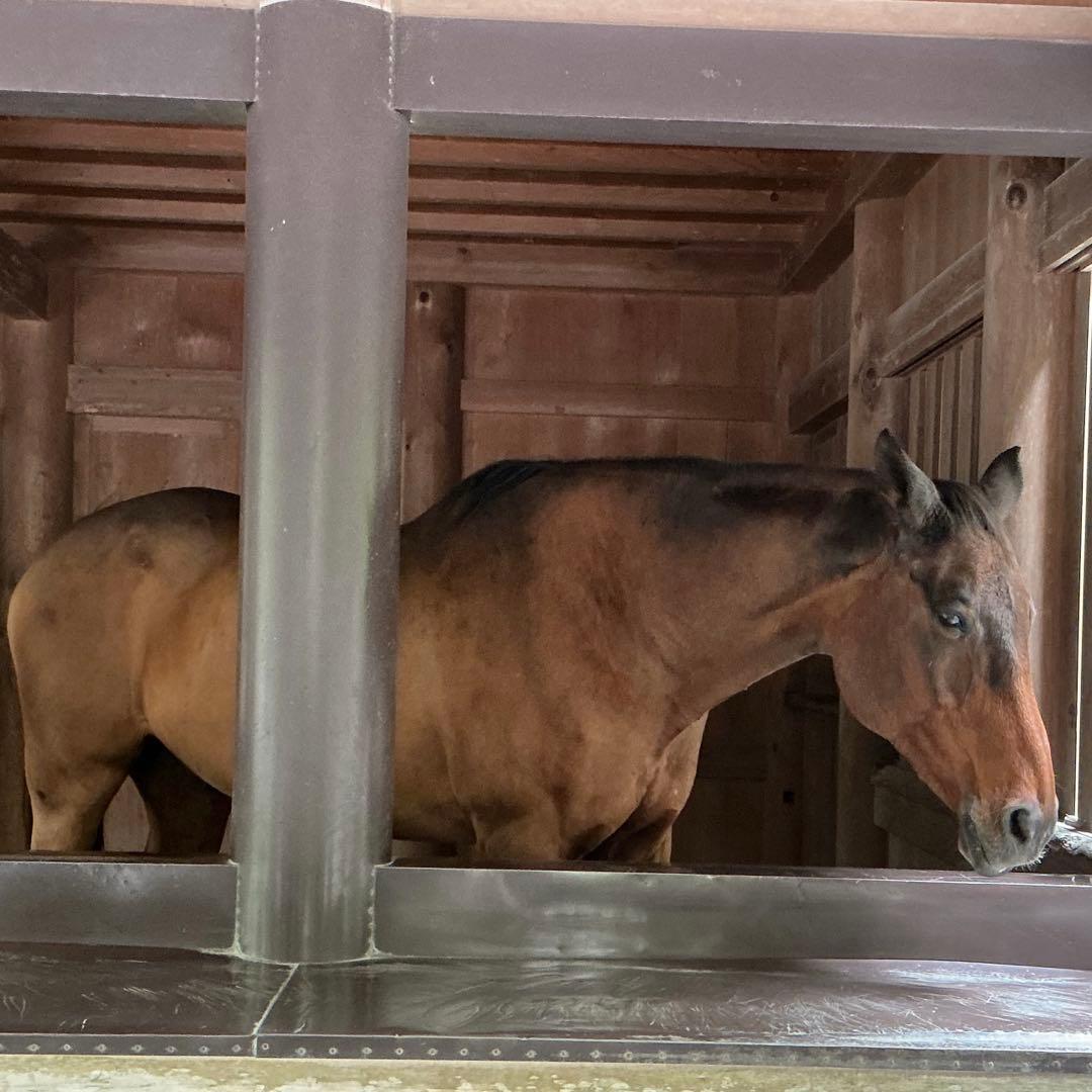 糸魚川翡翠　土倉沢　勾玉　1点のみ‼︎